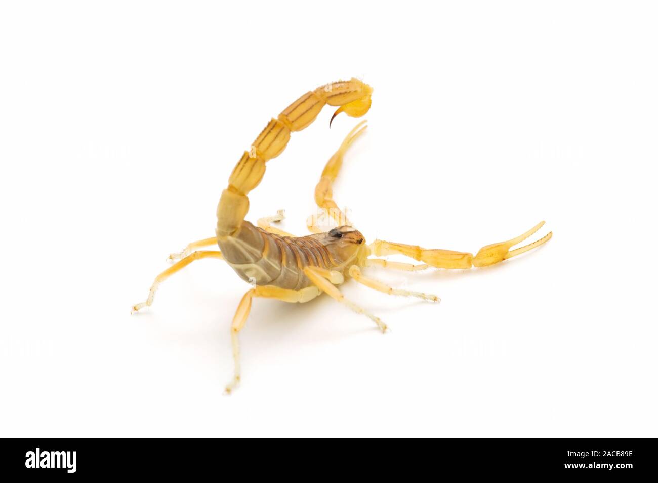 Scorpion species hi-res stock photography and images - Alamy