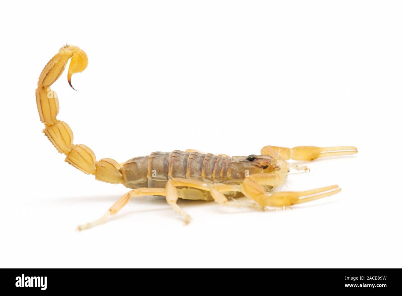Scorpion species hi-res stock photography and images - Alamy