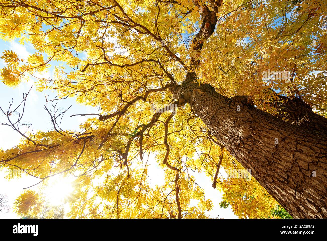 Bright yellow tree crowns in autumn Stock Photo - Alamy