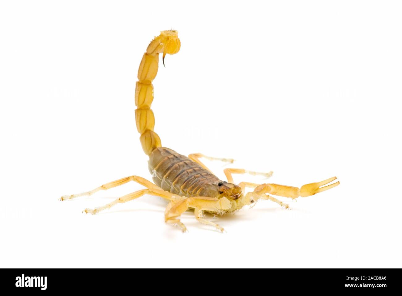 Pet scorpion hi-res stock photography and images - Alamy