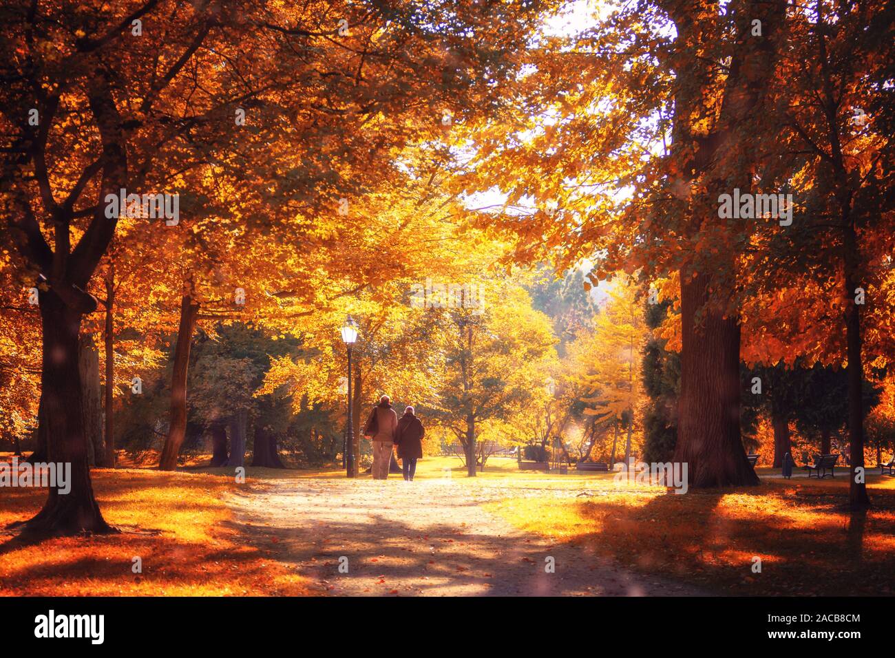 Oak tree through seasons hi-res stock photography and images - Alamy