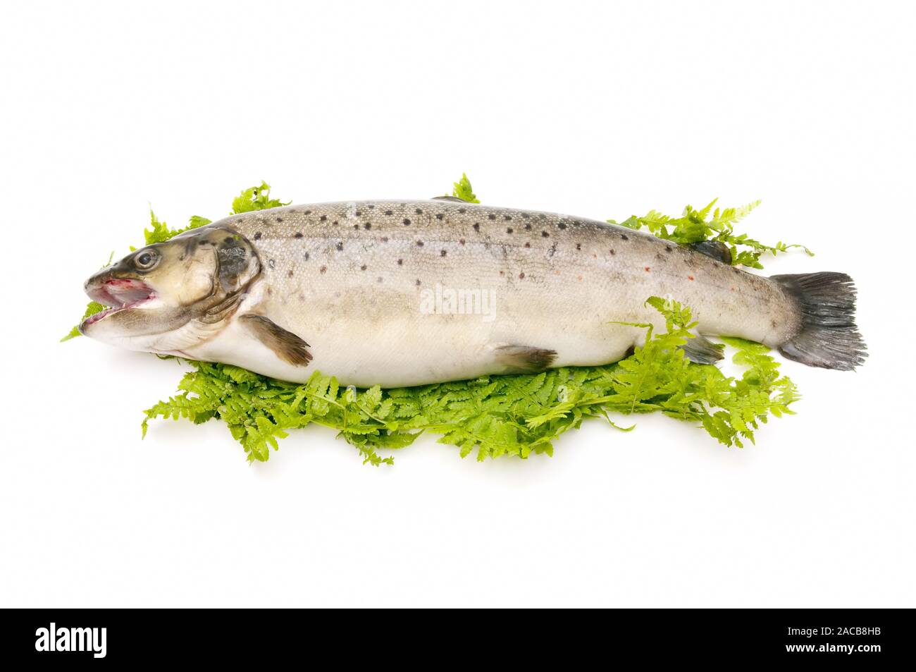 Blue trout fish hi-res stock photography and images - Alamy