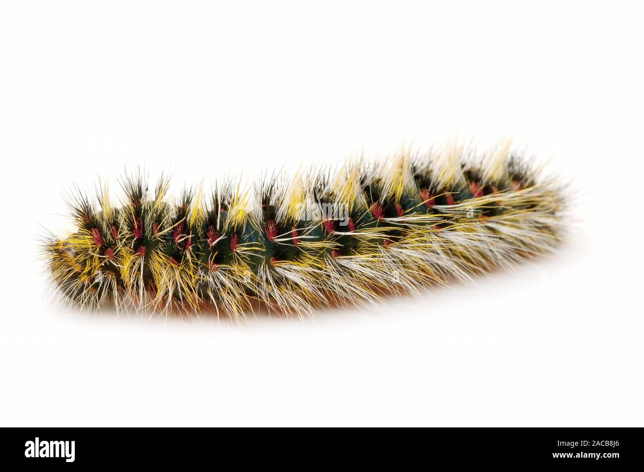 Hairy caterpillars Cut Out Stock Images & Pictures - Alamy