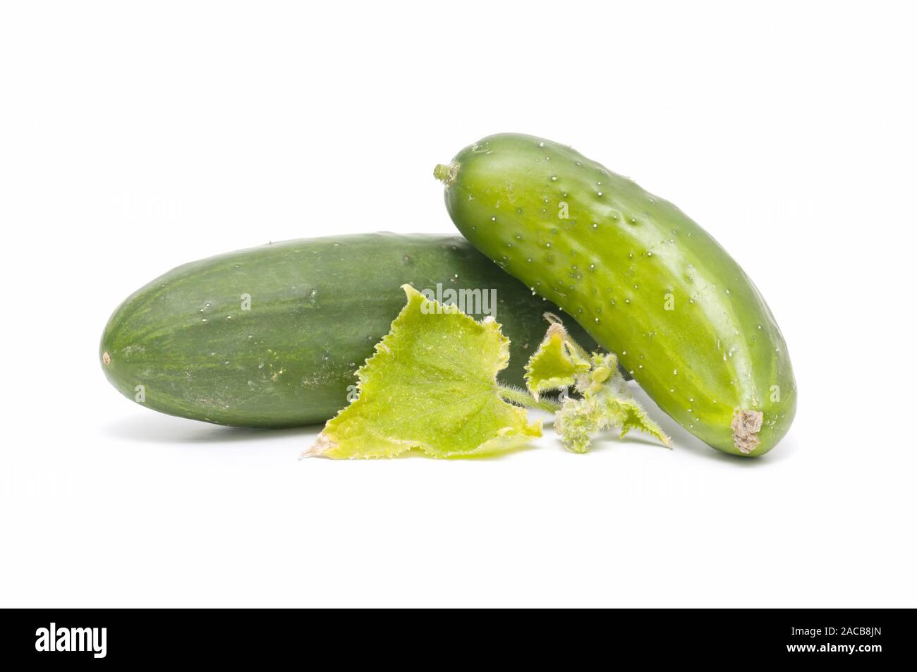 Cucumbers plant Cut Out Stock Images & Pictures - Alamy