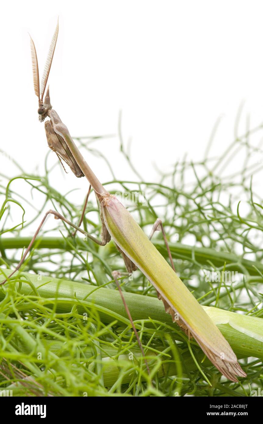 Flying mantis hi-res stock photography and images - Alamy
