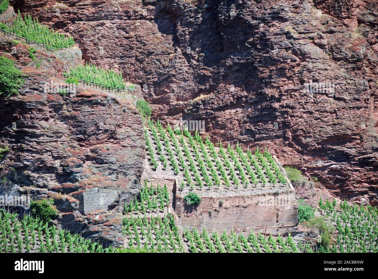 vineyard site and rocks in the German wine-growing region Mosel, valley ...
