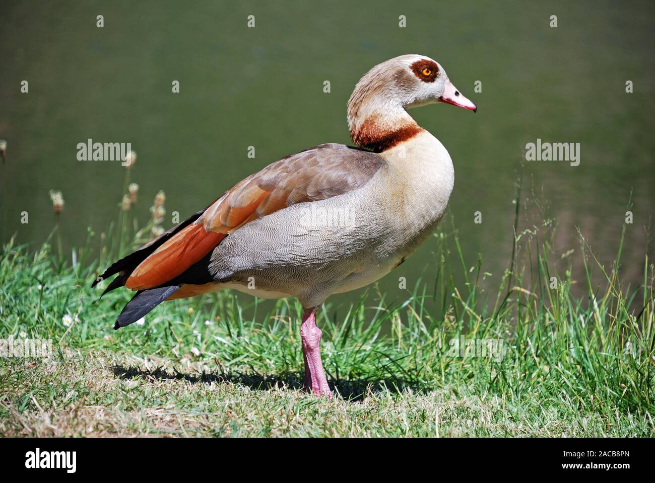 Anatidae aves hi-res stock photography and images - Alamy