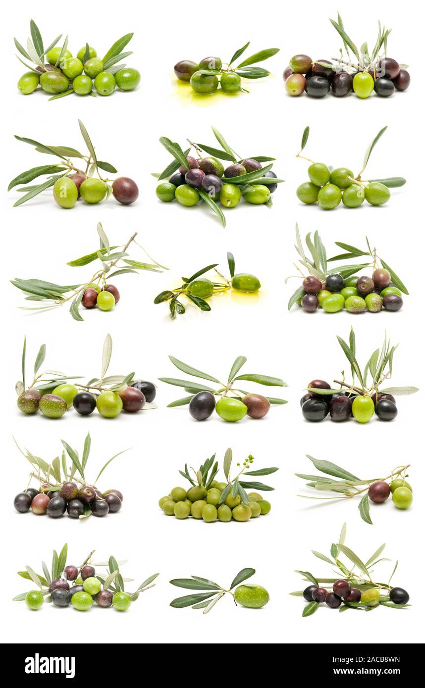 Fresh green olives leaves hi-res stock photography and images - Alamy
