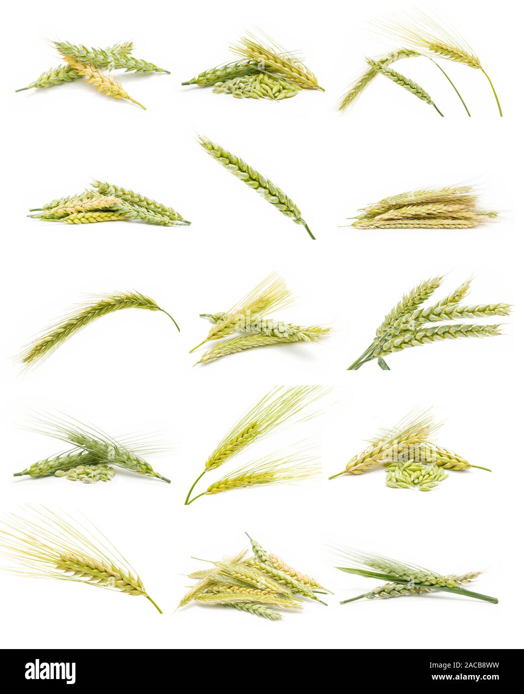 ears of grain Stock Photo - Alamy