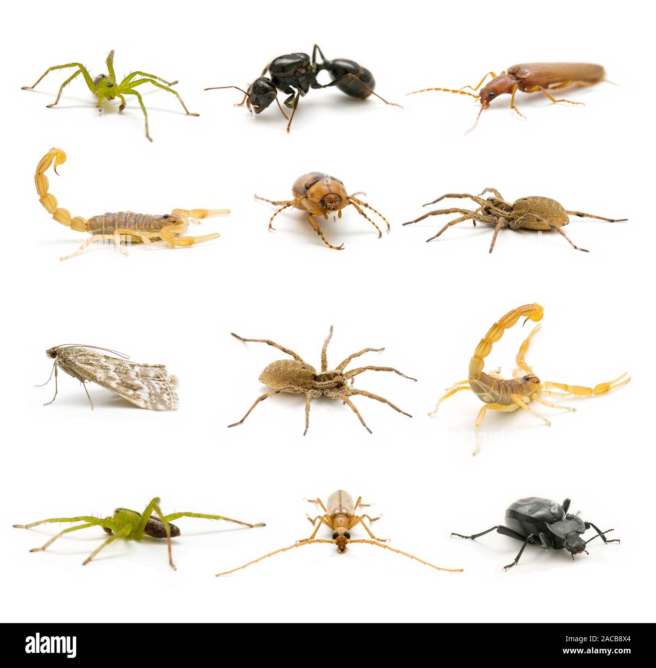 Insects Cut Out Stock Images & Pictures - Alamy