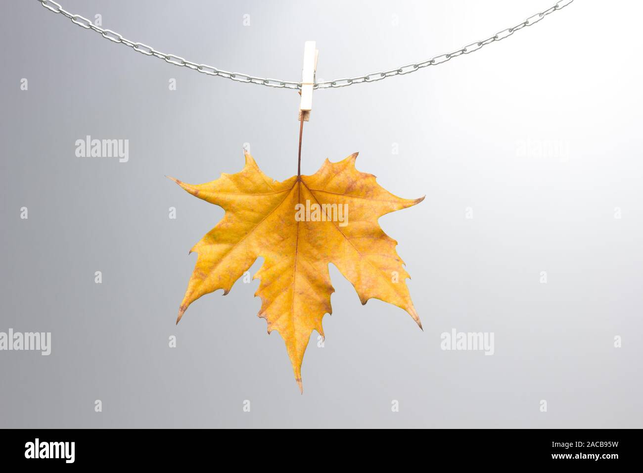 In the autumn season the leaves and deciduous trees fall, the season ...