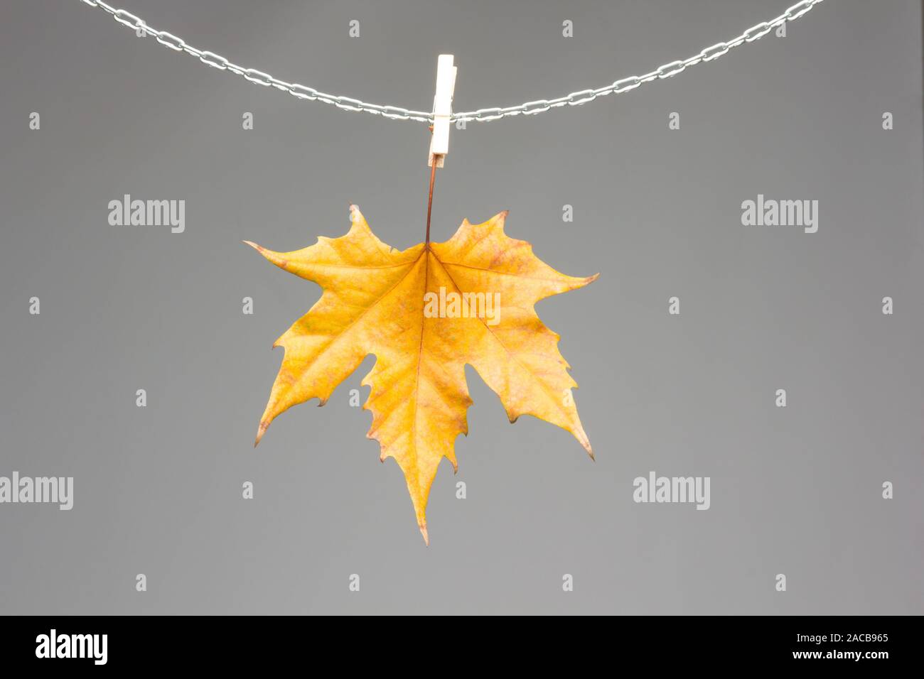 In the autumn season the leaves and deciduous trees fall, the season ...