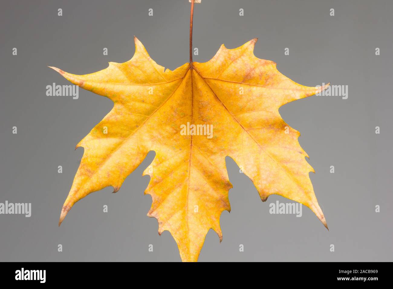 In the autumn season the leaves and deciduous trees fall, the season ...