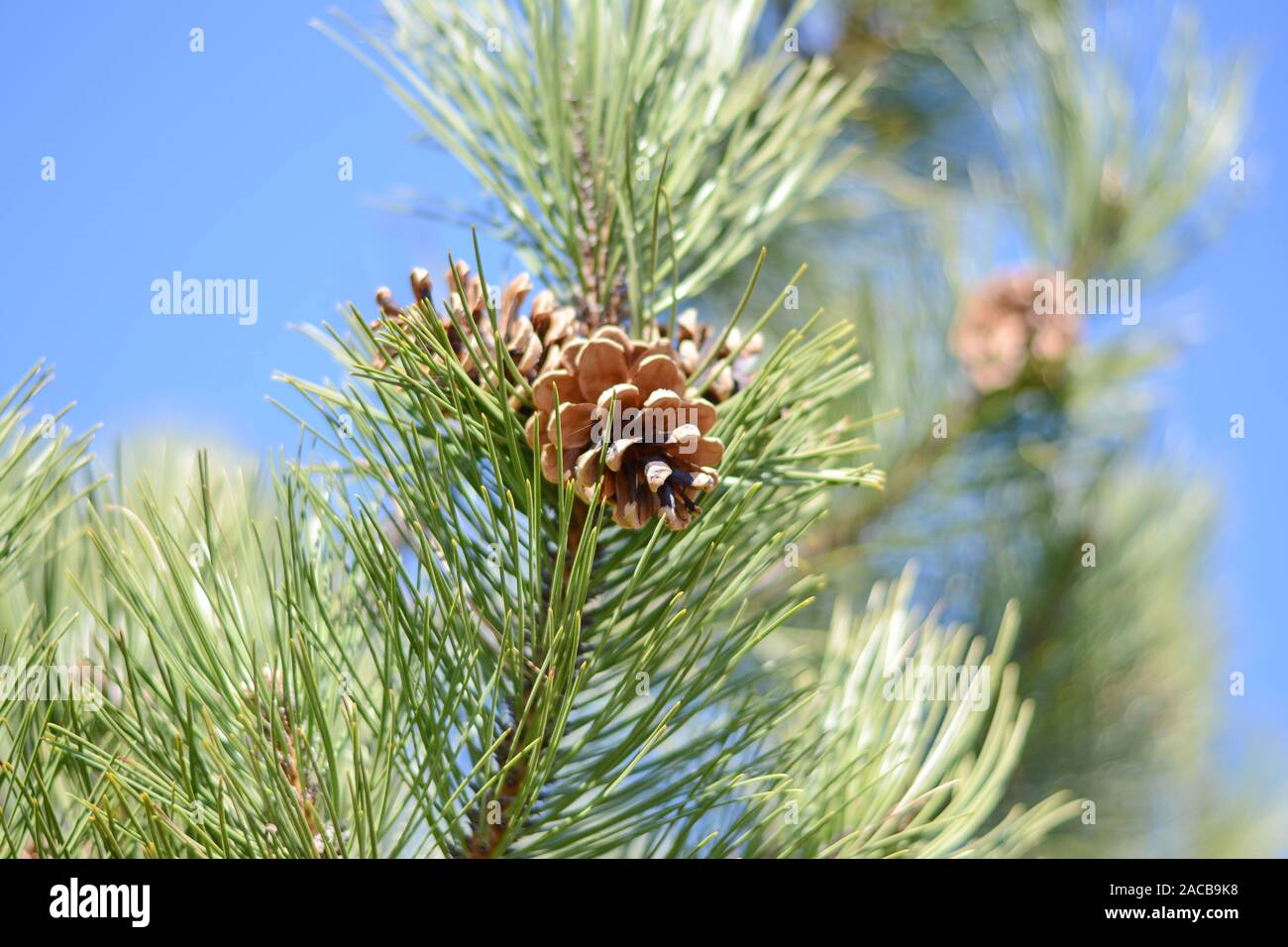 Pine tree branch and cones Stock Photo - Alamy