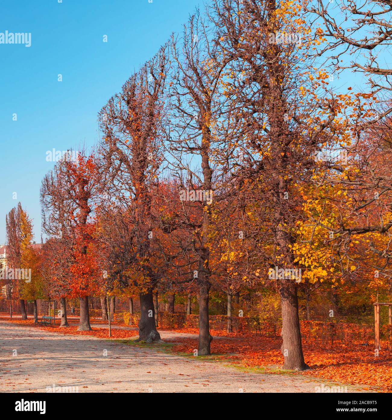 Autumn park alley with colorful leaves on trees, square background ...