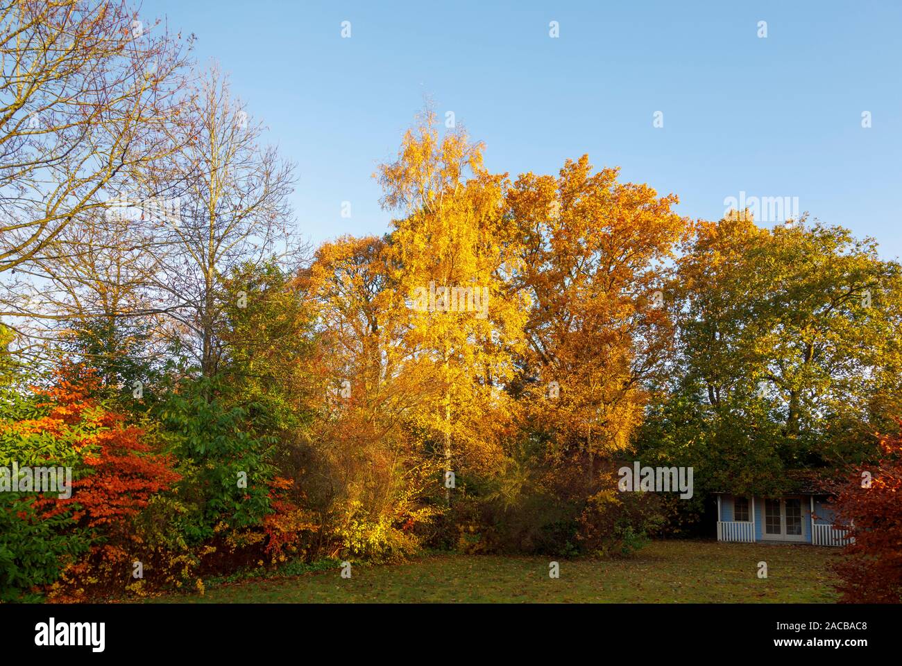 Birch trees garden uk hi-res stock photography and images - Alamy