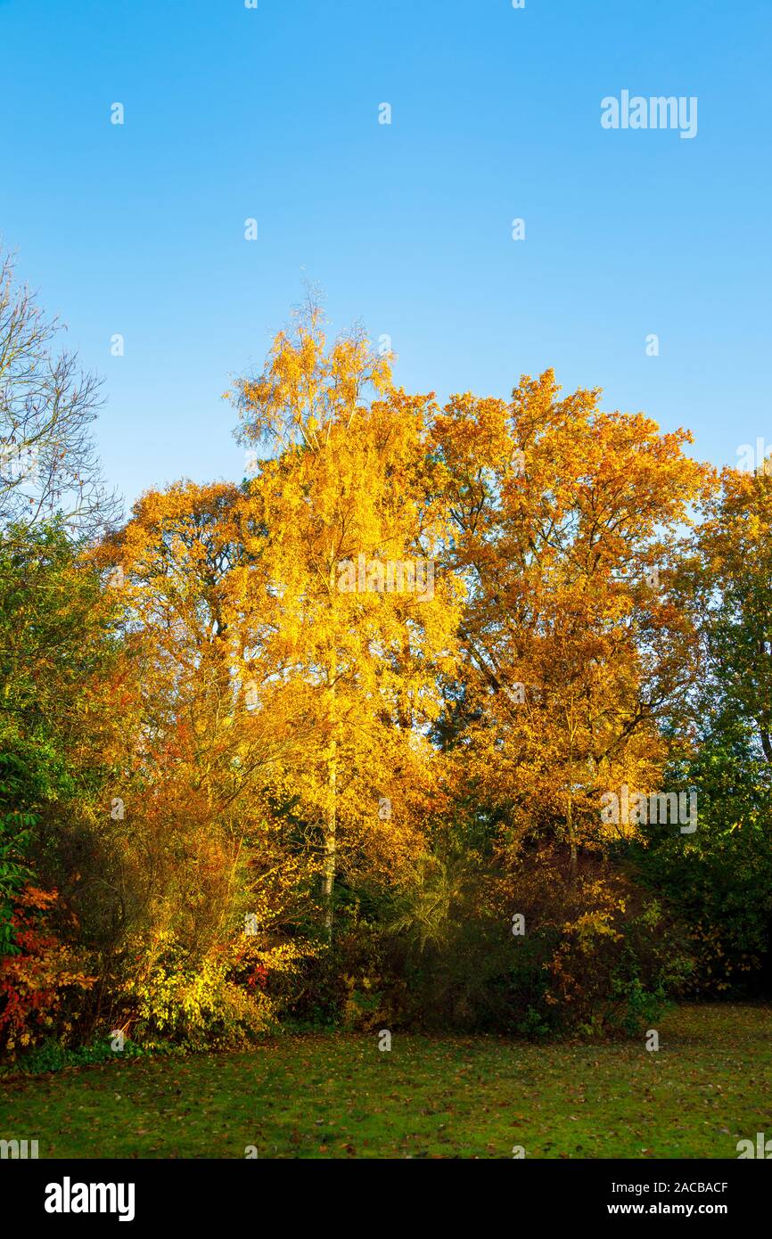 Birch Trees Garden Uk High Resolution Stock Photography and Images - Alamy