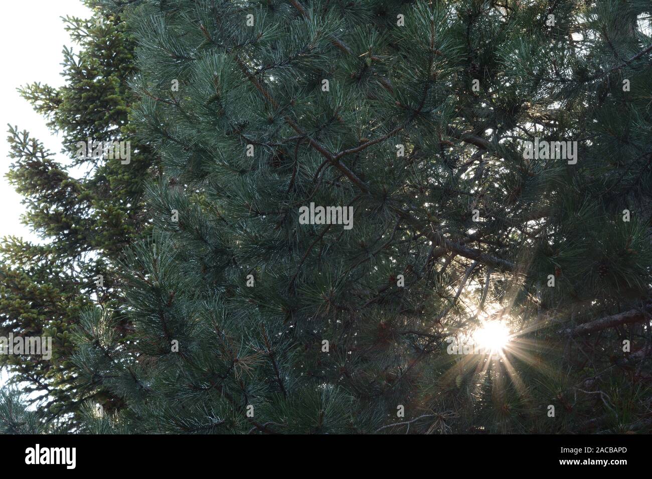 sunrise in pine trees Stock Photo - Alamy