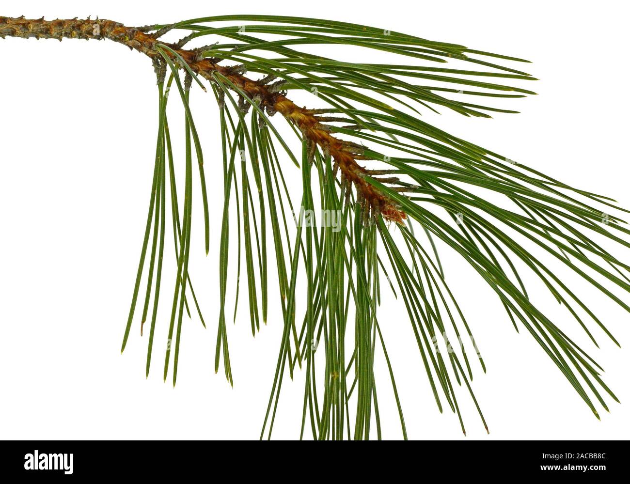 Pine branch isolated on white background Stock Photo - Alamy