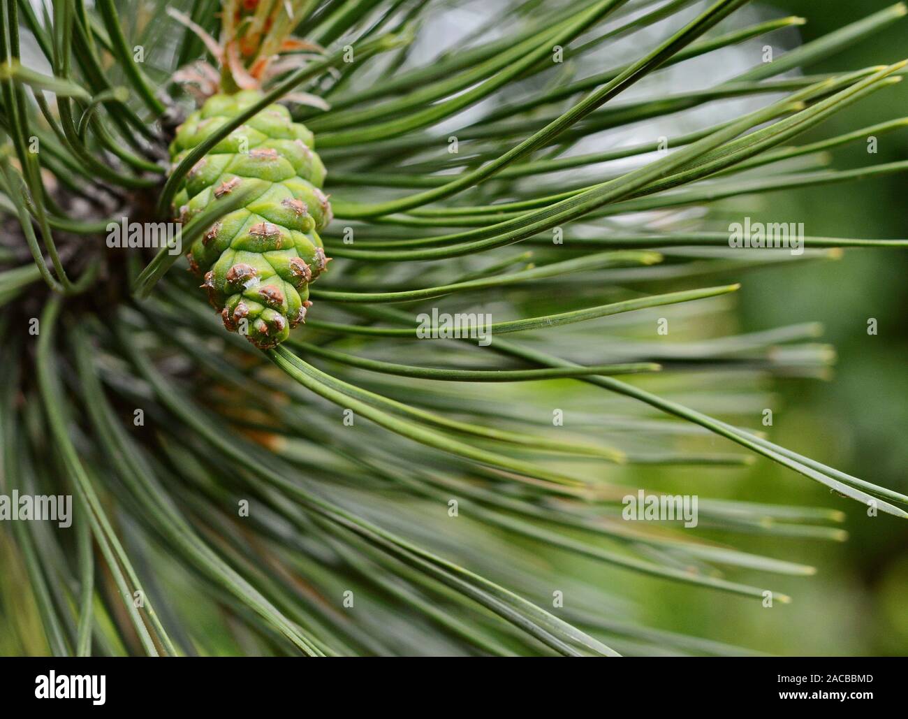 Pine tree branch with pines and cones isolated on white. A branch of a ...