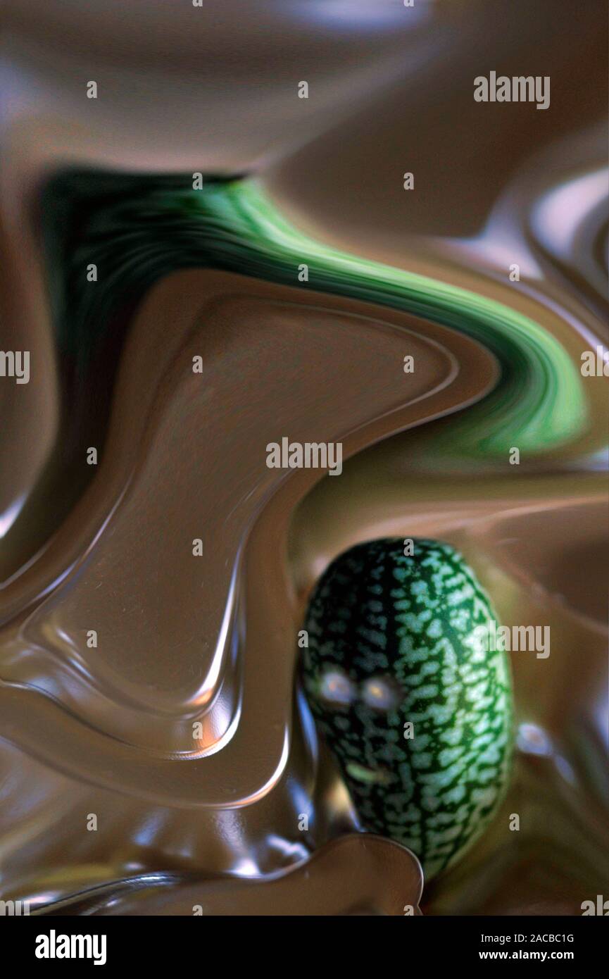 Cucamelon hi-res stock photography and images - Alamy
