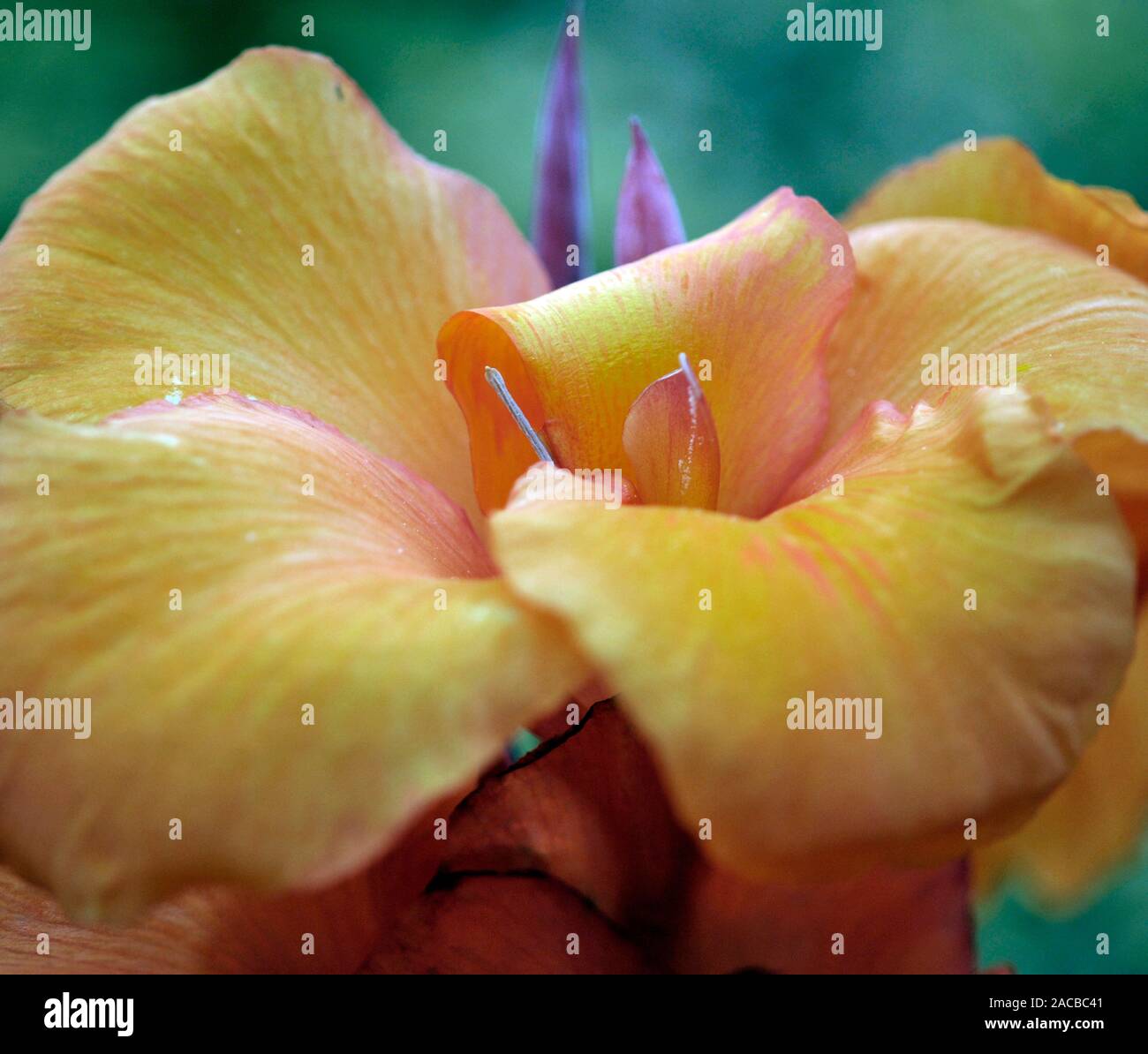 Lily petals hi-res stock photography and images - Alamy