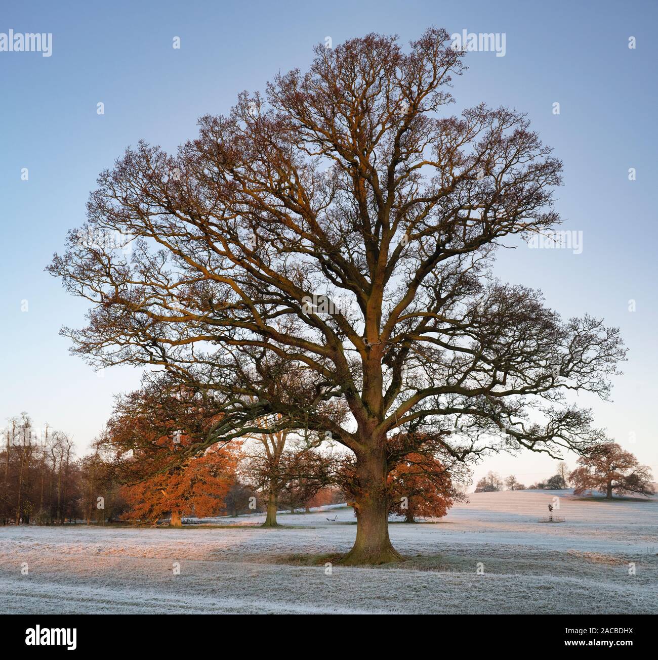 Old english oak tree winter hi-res stock photography and images - Alamy