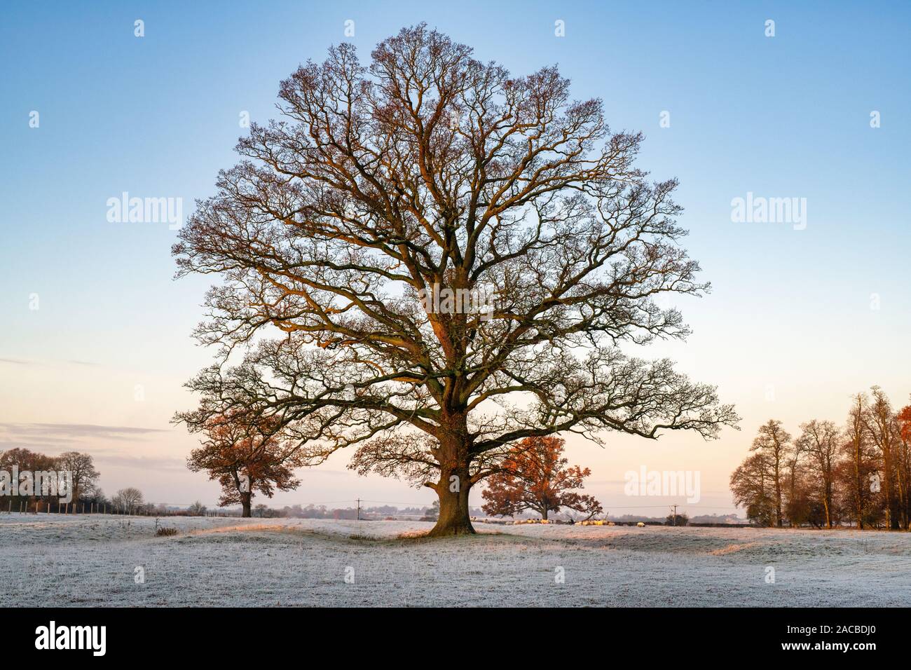 Old english oak tree winter hi-res stock photography and images - Alamy