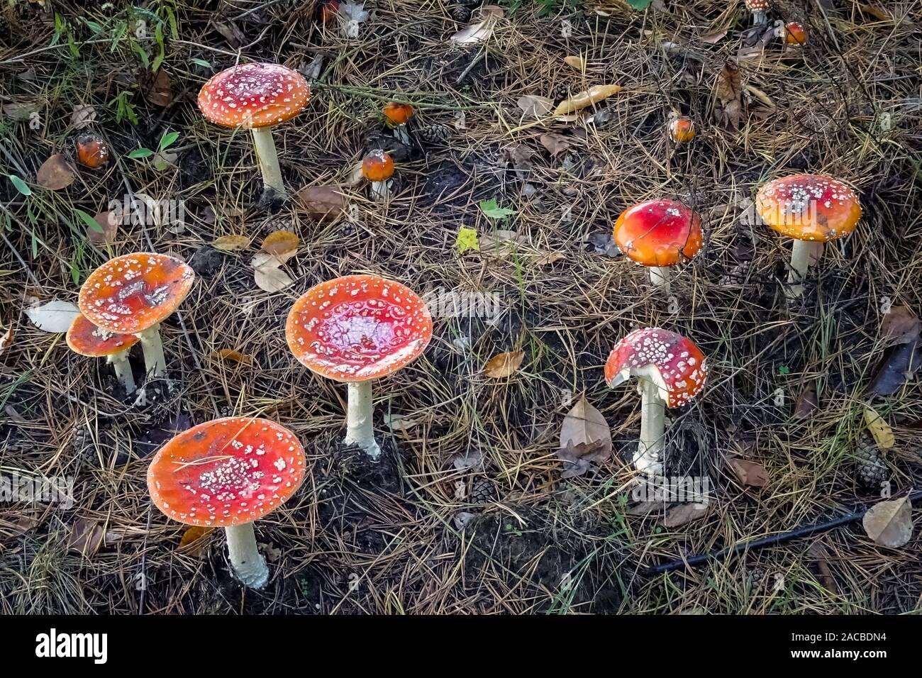 Red toadstools hi-res stock photography and images - Alamy
