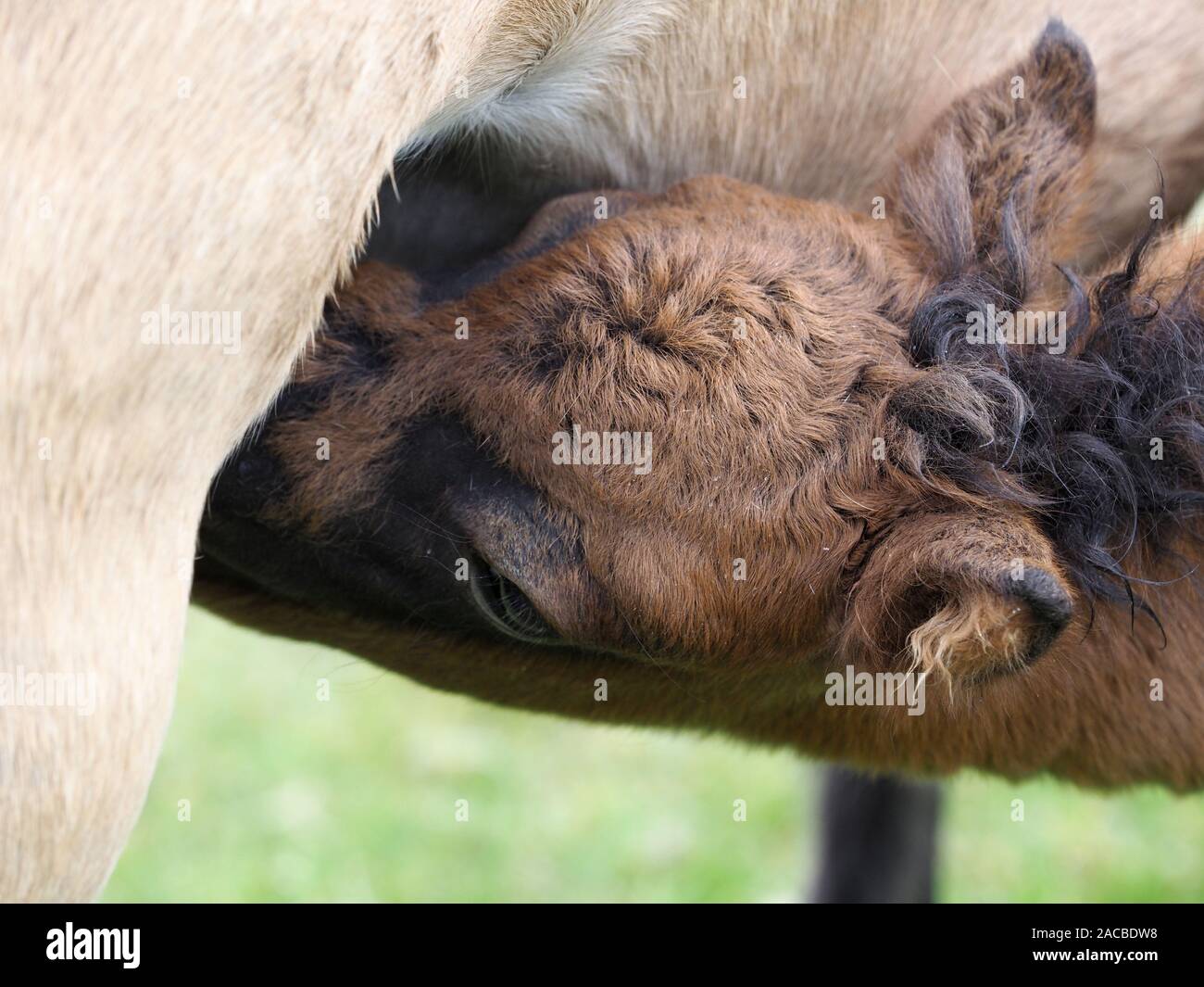 A tiny cute shetland pony foal takes a drink of milk from its mother ...