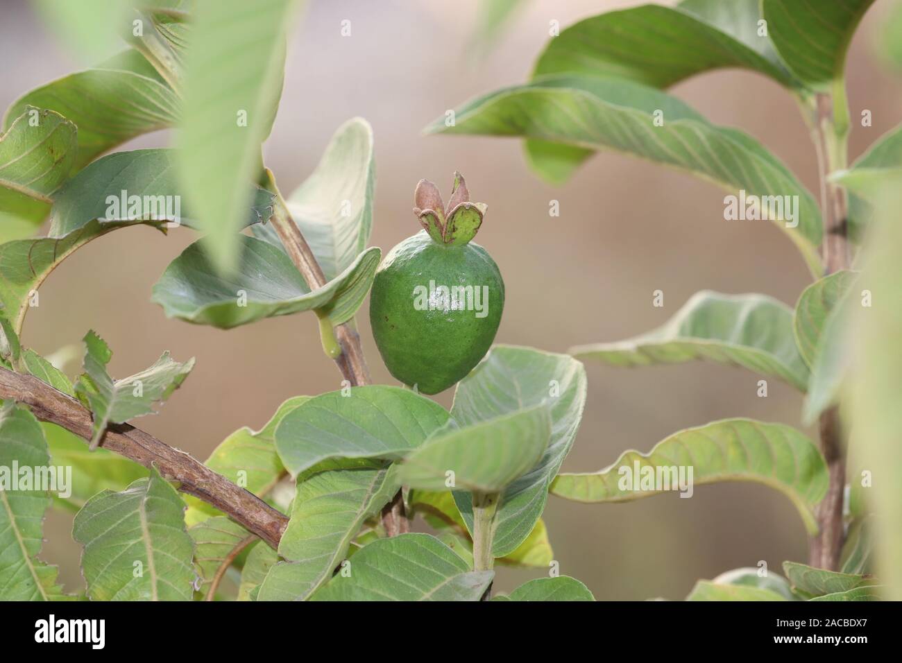 Guava plant hi-res stock photography and images - Alamy