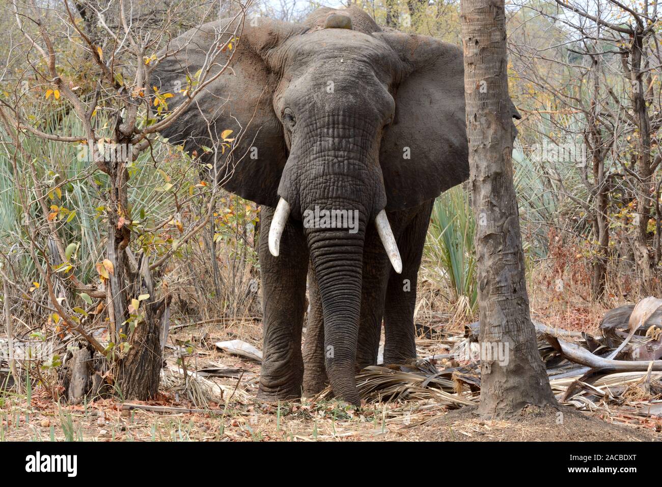 Male African elephant wearing a tracking collar devise walking through ...