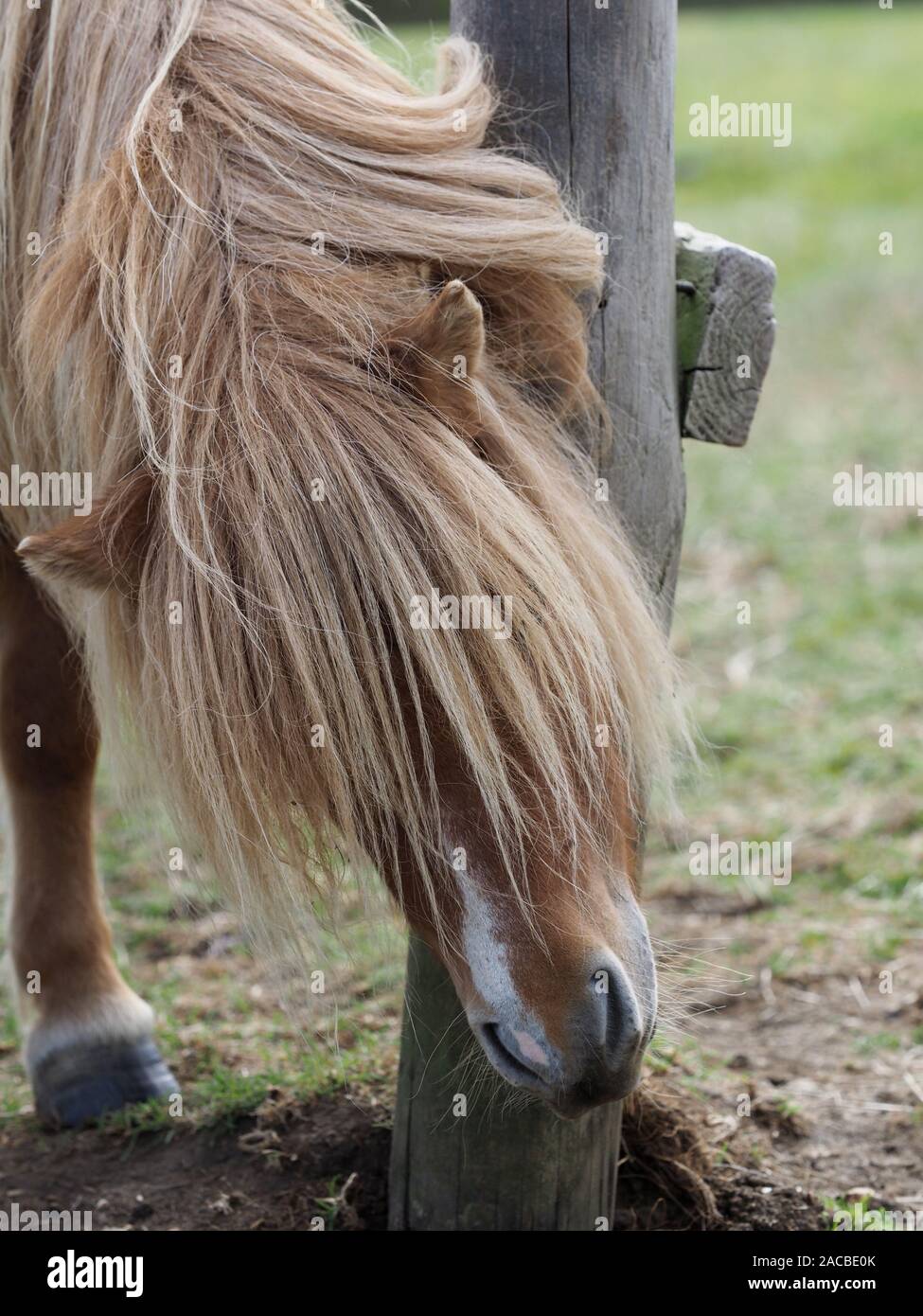 A shetland pony scratches its neck on a post Stock Photo - Alamy