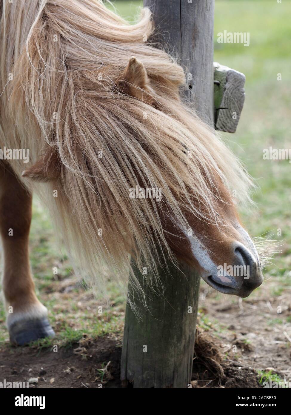 A shetland pony scratches its neck on a post Stock Photo - Alamy