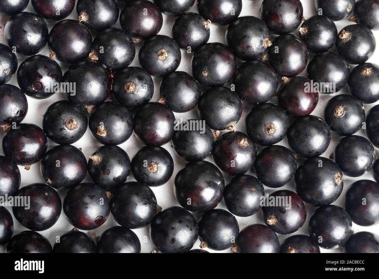 Black currant background on a white, top view. Heap of black currant ...