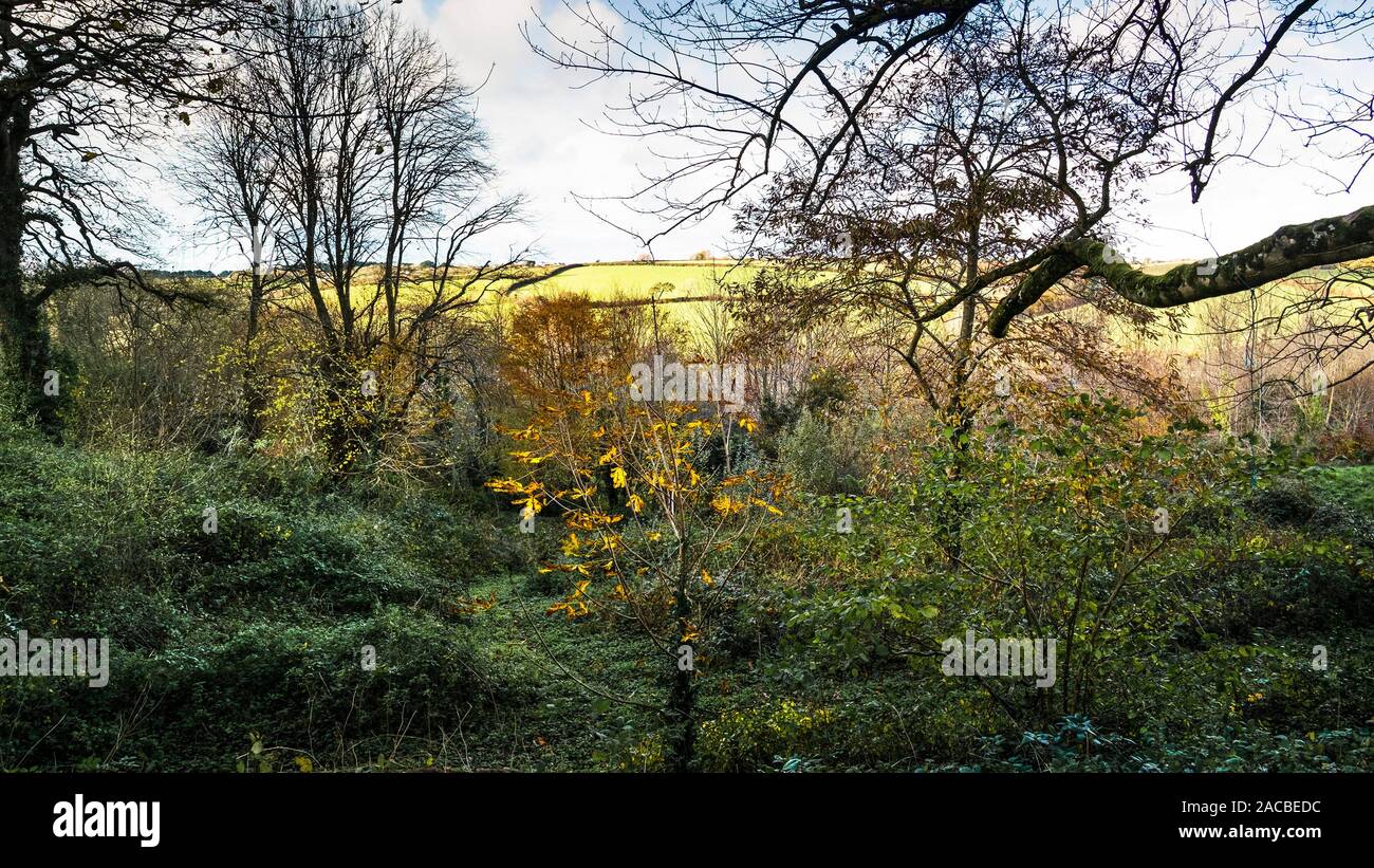 A panoramic view of Colan Woods. The overgrown grounds of the historic ...