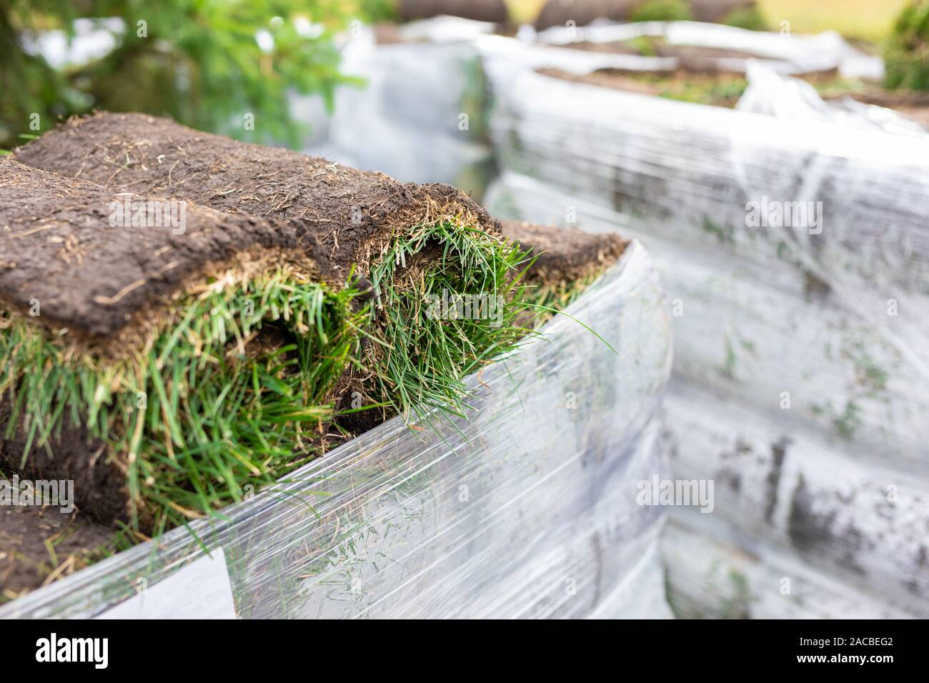 Stack of turf grass rolls for a lawn. Carpet of turf, roll of sod, turf ...