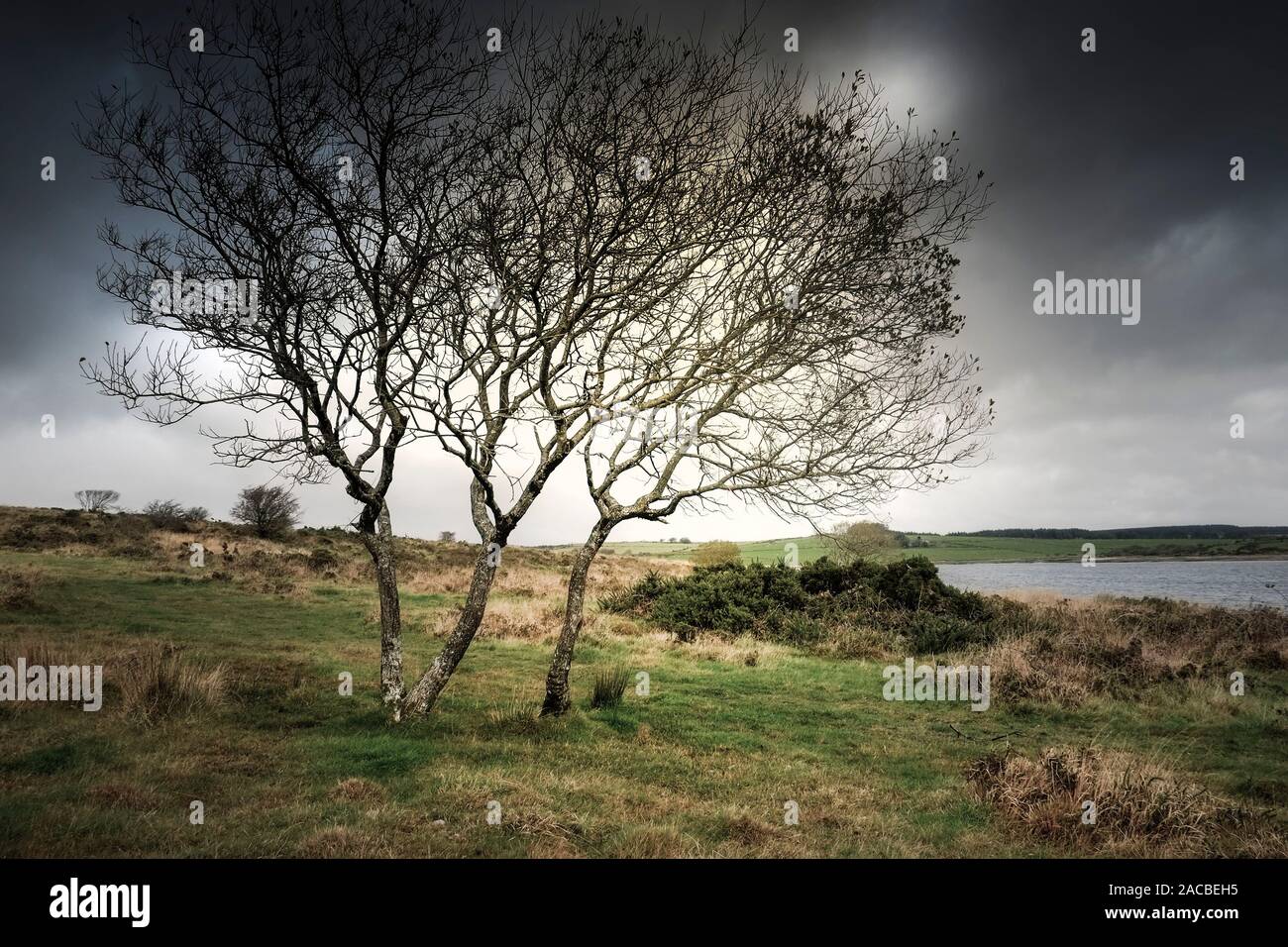 Windswept branches hi-res stock photography and images - Alamy