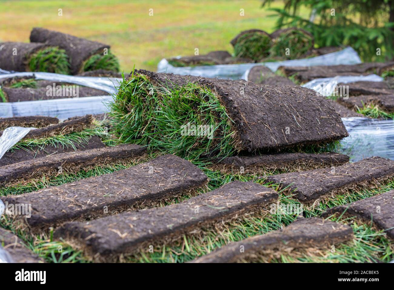 Turf grass roll, green grass carpet in roll for lawn. Stack of turf ...