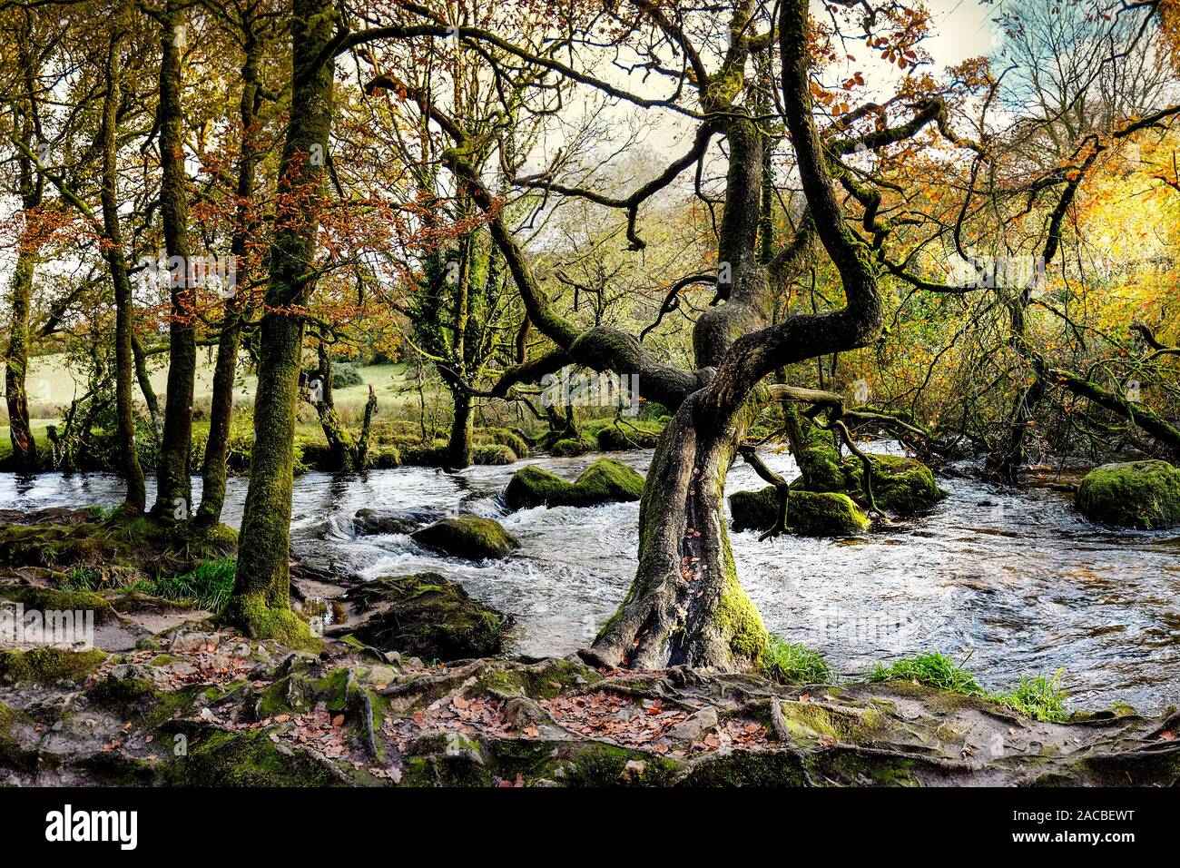 The River Fowey flowing through an autumnal Draynes ancient woodland in ...