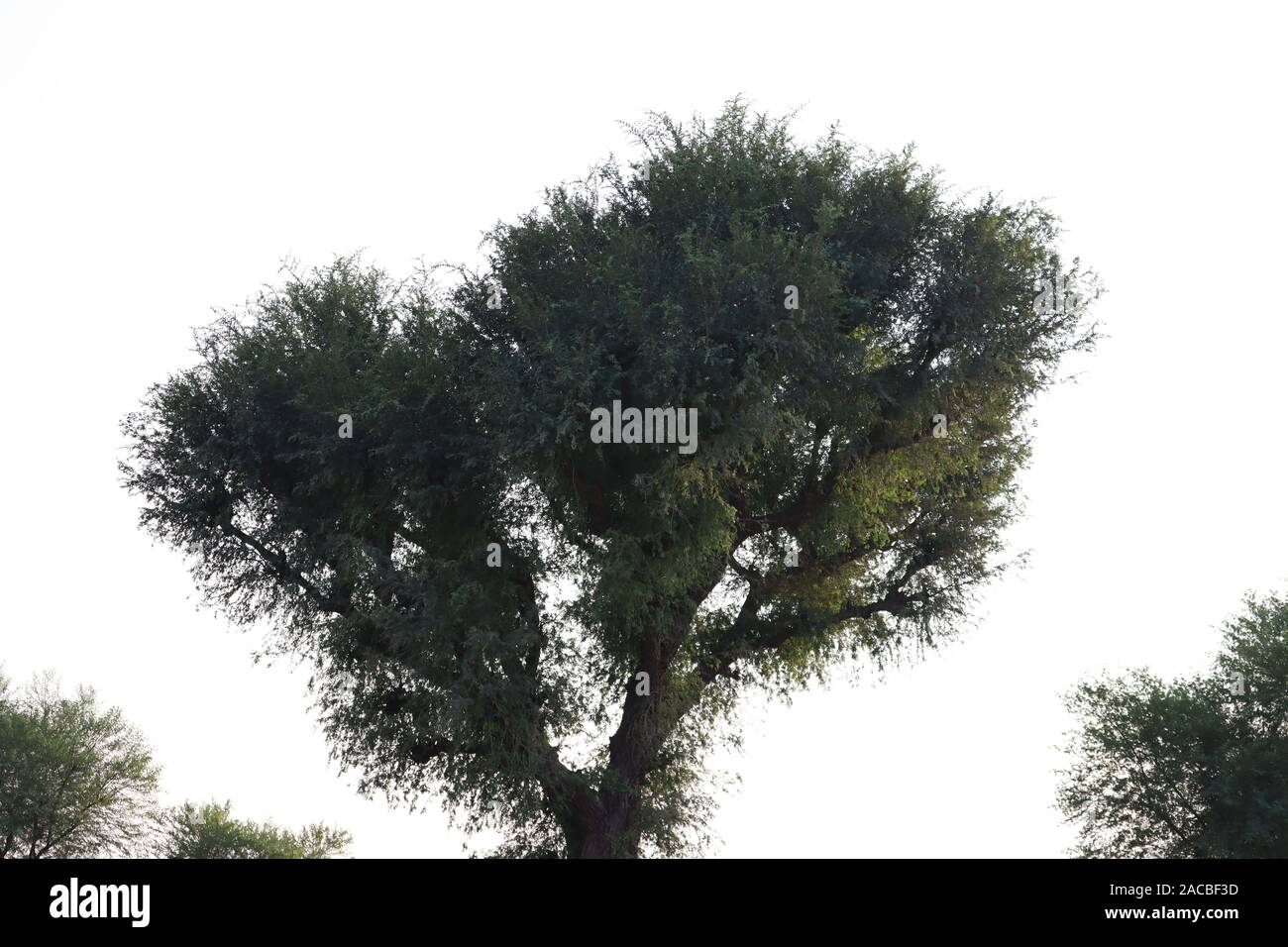 khejadi tree.single tree. detail of a plant in a foggy day Stock Photo ...