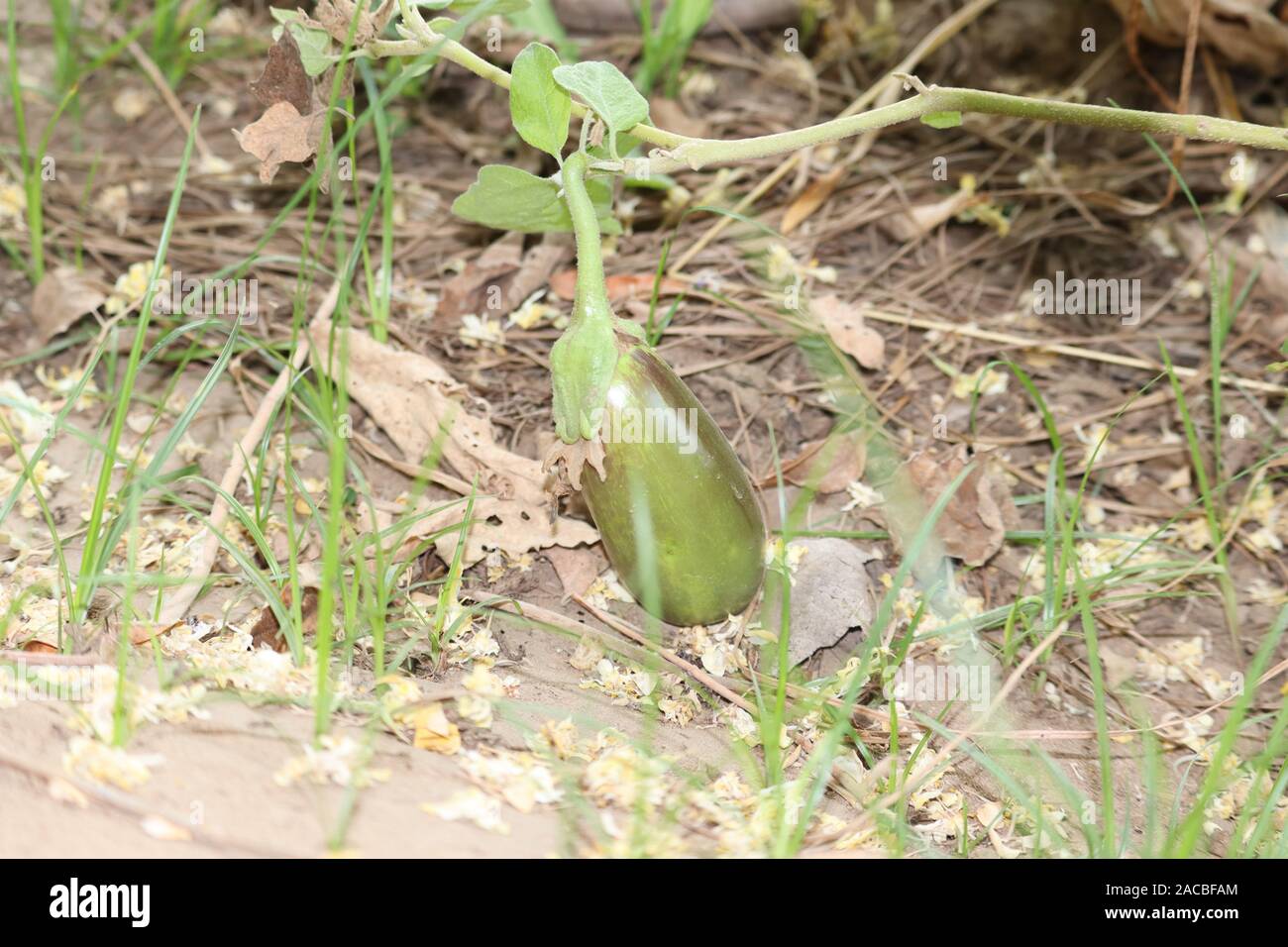 Eggplant flower, Small eggplant, Brinal, Brinjaul, Plant flower - Image ...