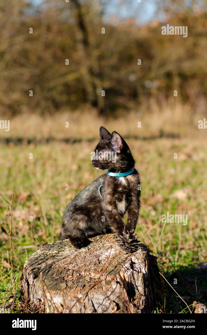 Tortie kitten staying on a stomp like a photomodel Stock Photo - Alamy