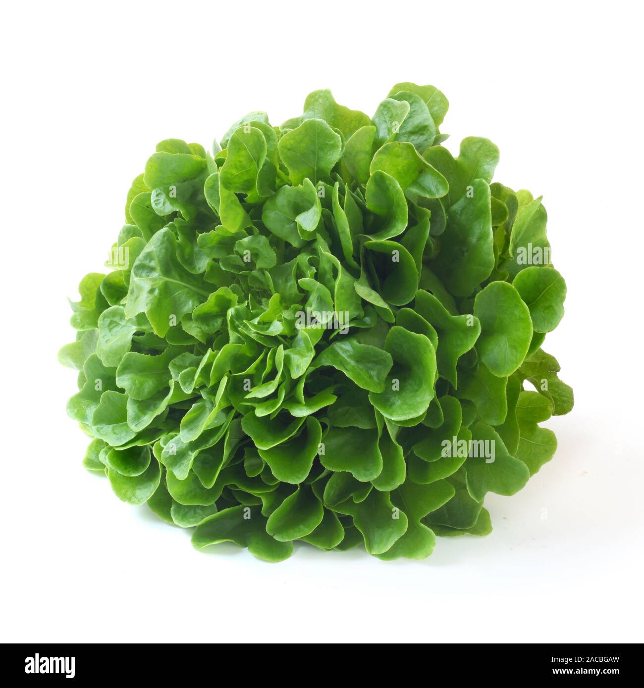 Oak Leaf Lettuce Isolated On White Stock Photo - Alamy