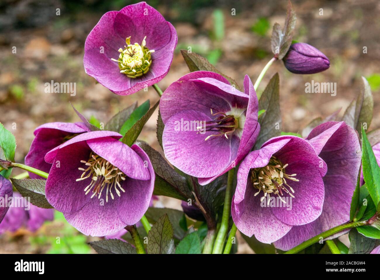 Hellebores hi-res stock photography and images - Alamy