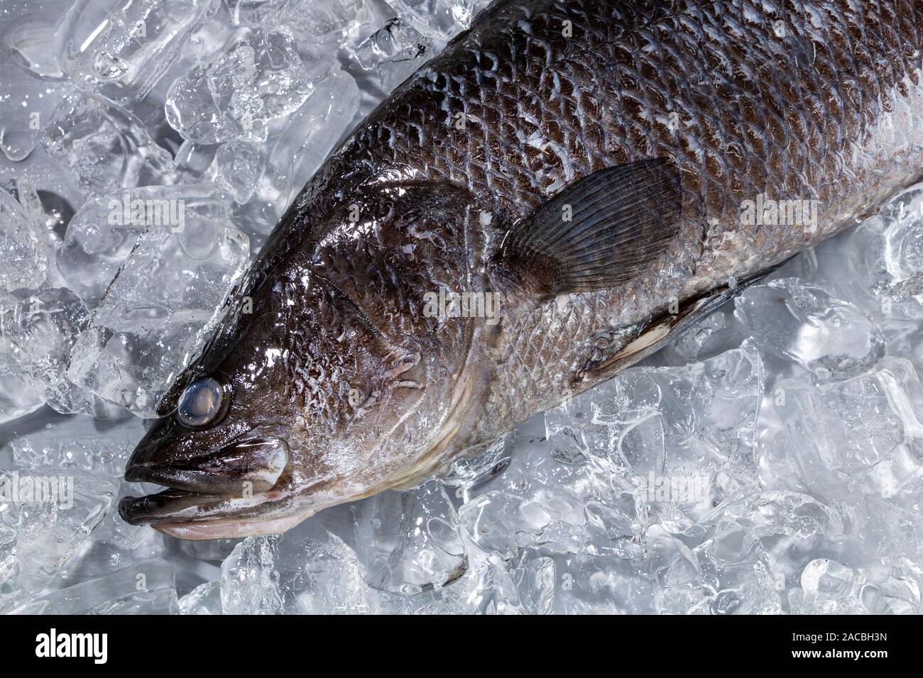 Stone bass fish hi-res stock photography and images - Alamy