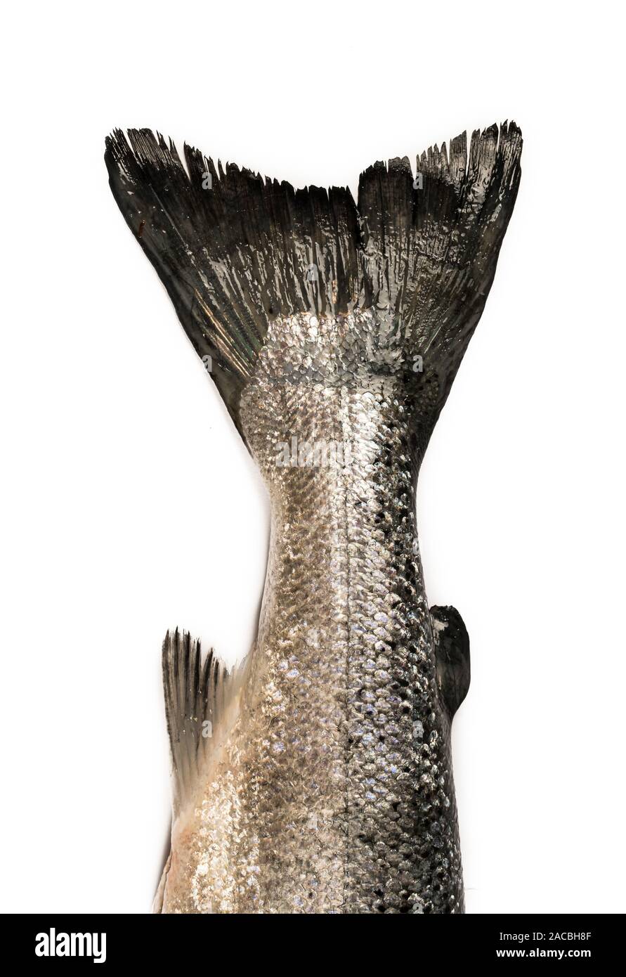 sustainable development, fish oil, fish farming, reef, fisheries ...