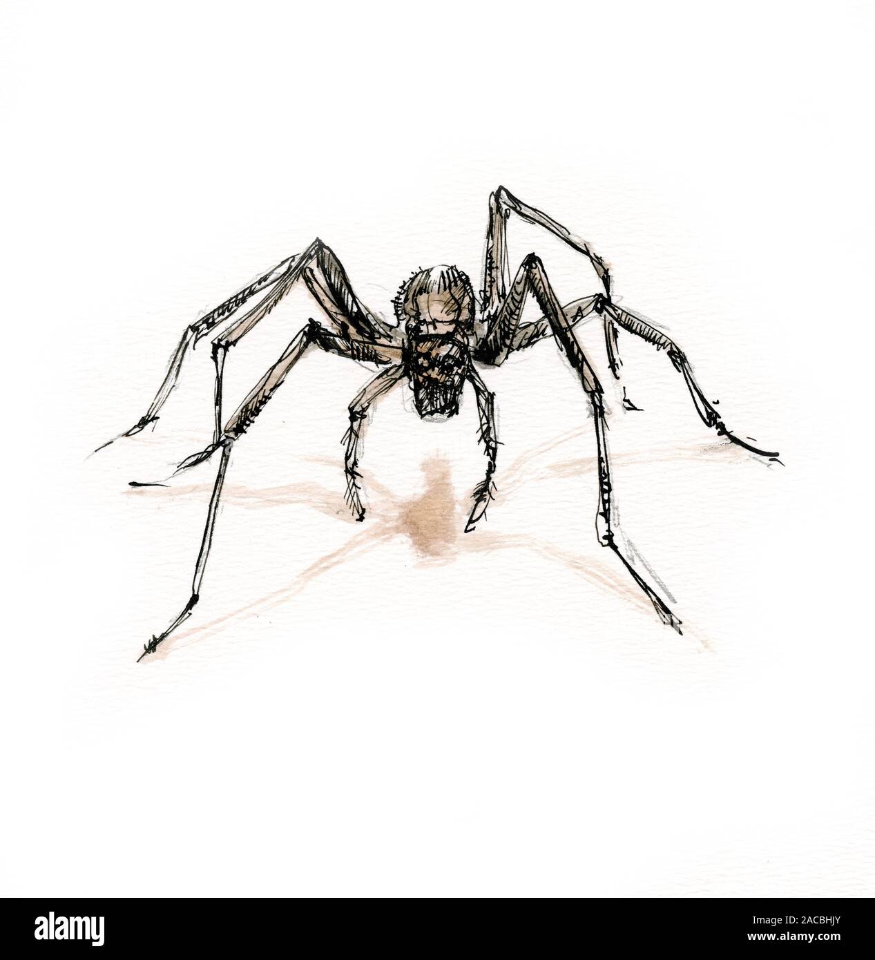 Spider illustration hi-res stock photography and images - Alamy