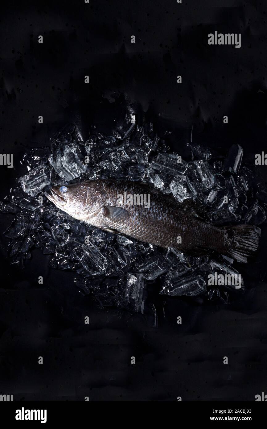 Fresh sea bass fish on ice on a black stone table top view Stock Photo ...