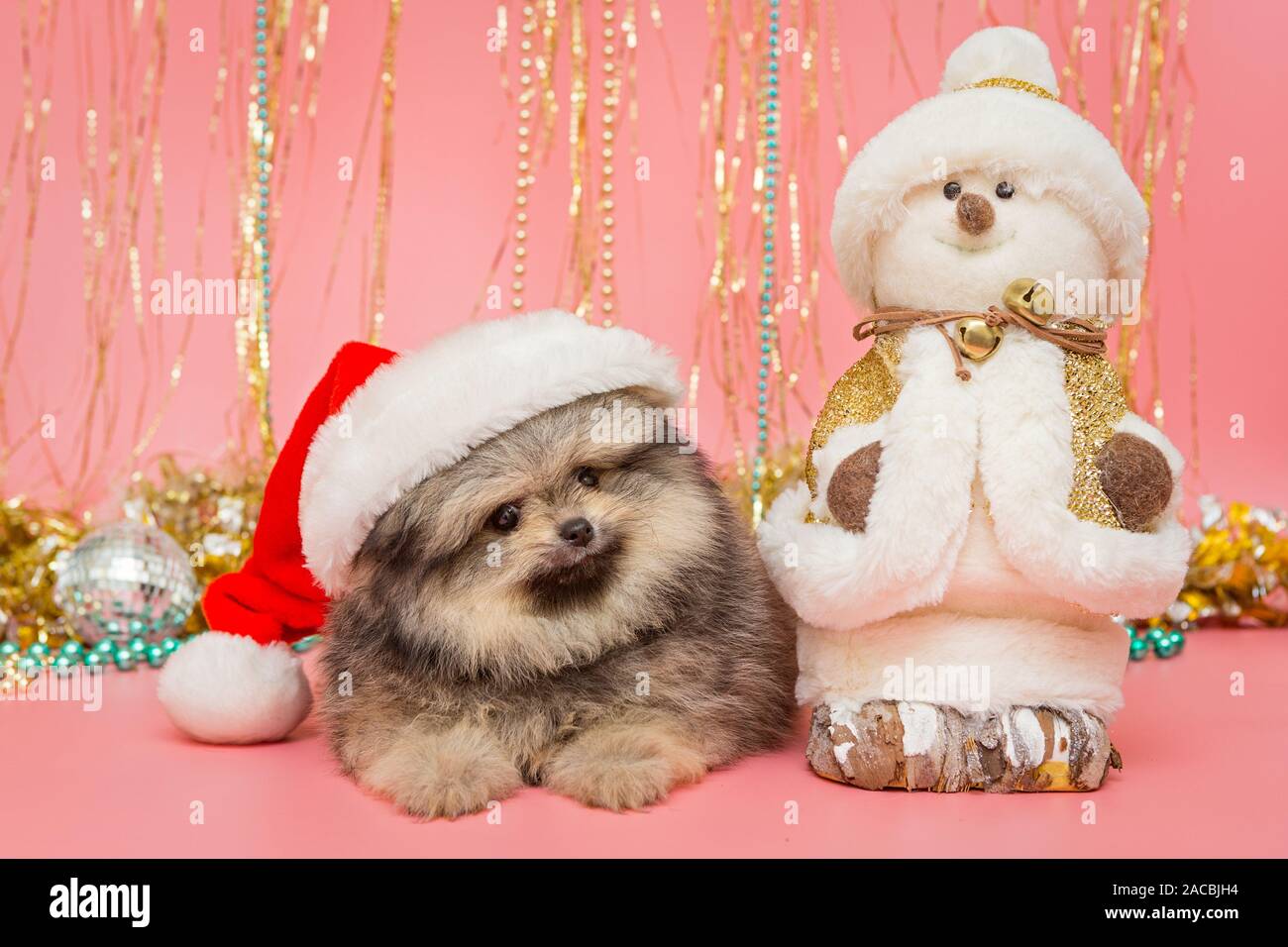 Little Pomeranian puppy in Santa hat and Christmas decorations on pink ...